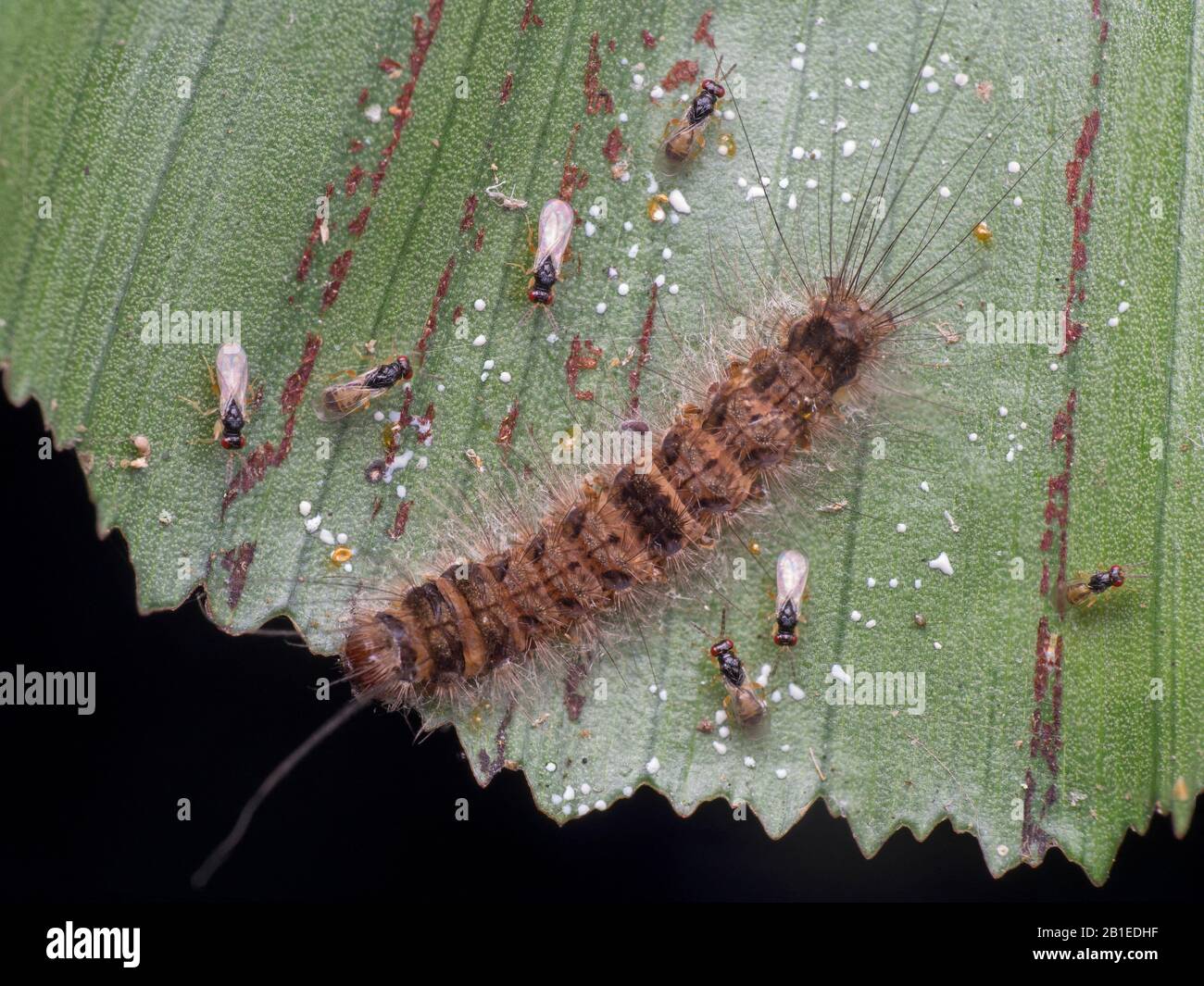 Parasitic wasp hatching from caterpillar (Singapore Stock Photo - Alamy