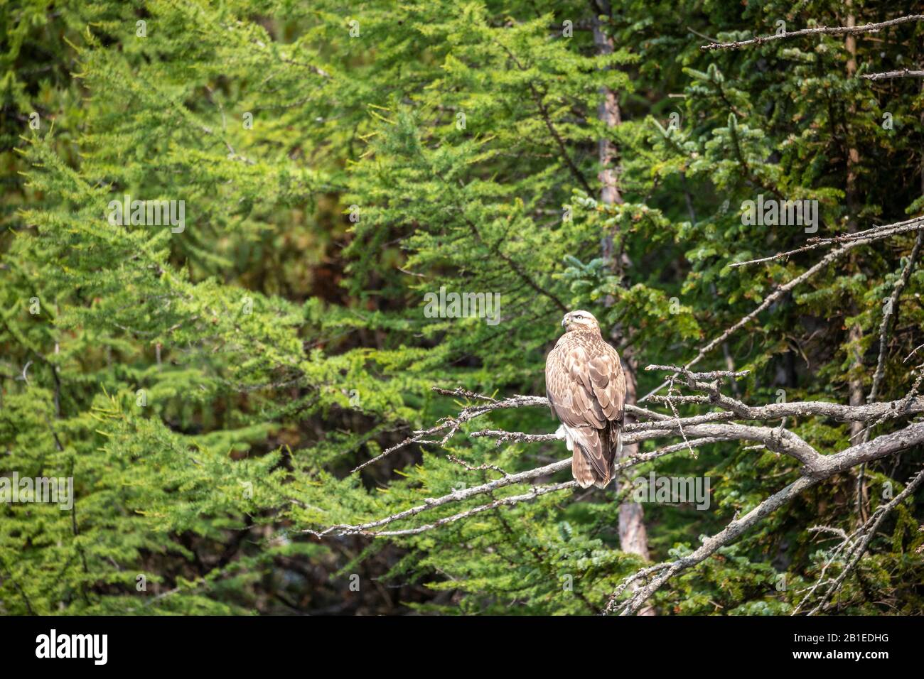 Rough-legged Hawk, (buteo lagopus), Vrangel Bay of the Sea of Okhotsk ...