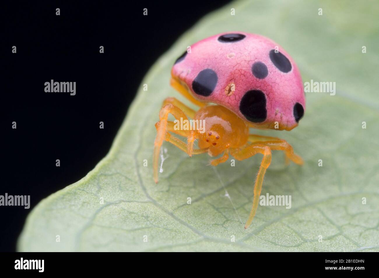 This spider mimics a ladybird as the ladybird is usually unpalatable to ...