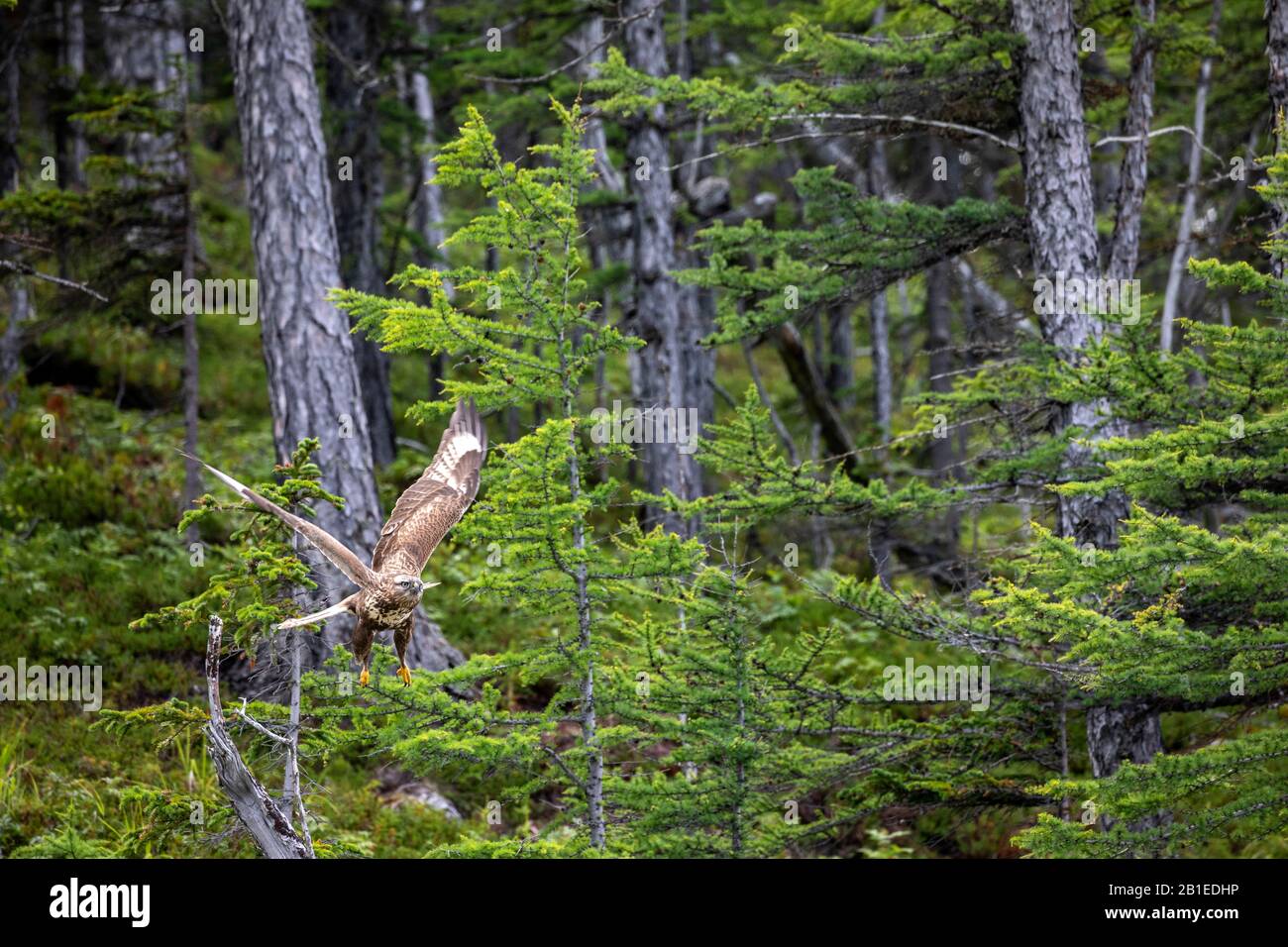 Rough-legged Hawk, (buteo lagopus), flying in the forest, Vrangel Bay ...
