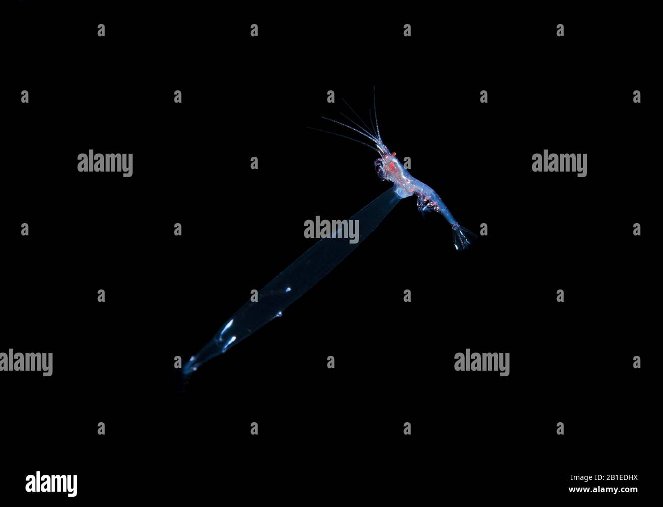 Chaetognatha High Resolution Stock Photography and Images - Alamy