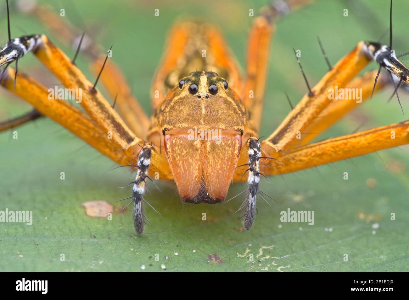 Lynx Spider High Resolution Stock Photography and Images - Alamy
