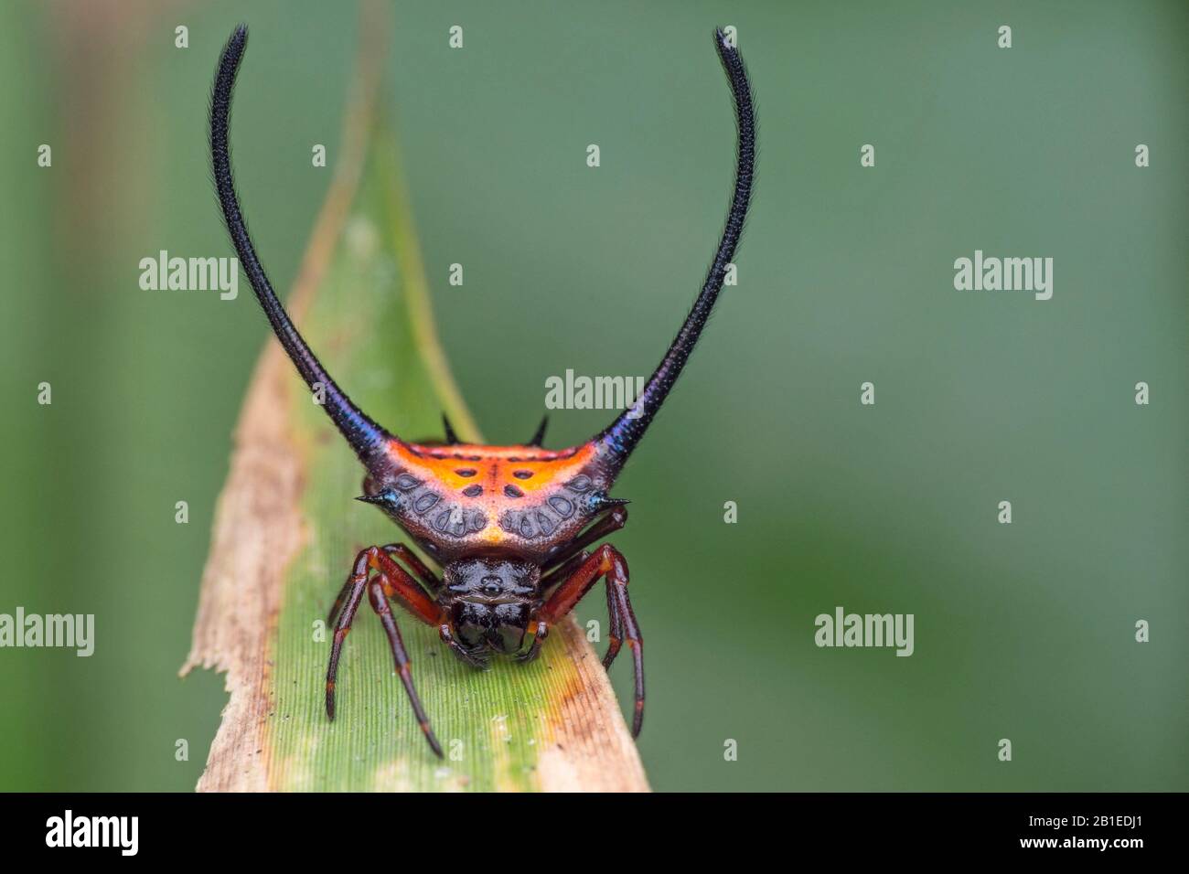 Long horned orb weaver spider macracantha arcuata hi-res stock ...