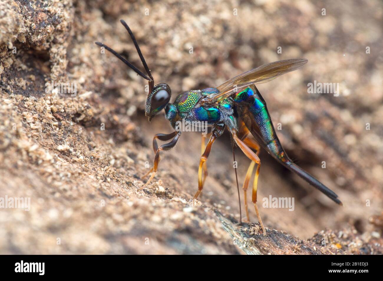 Parasitic wasp laying eggs into a host beetle larva that lives inside a ...