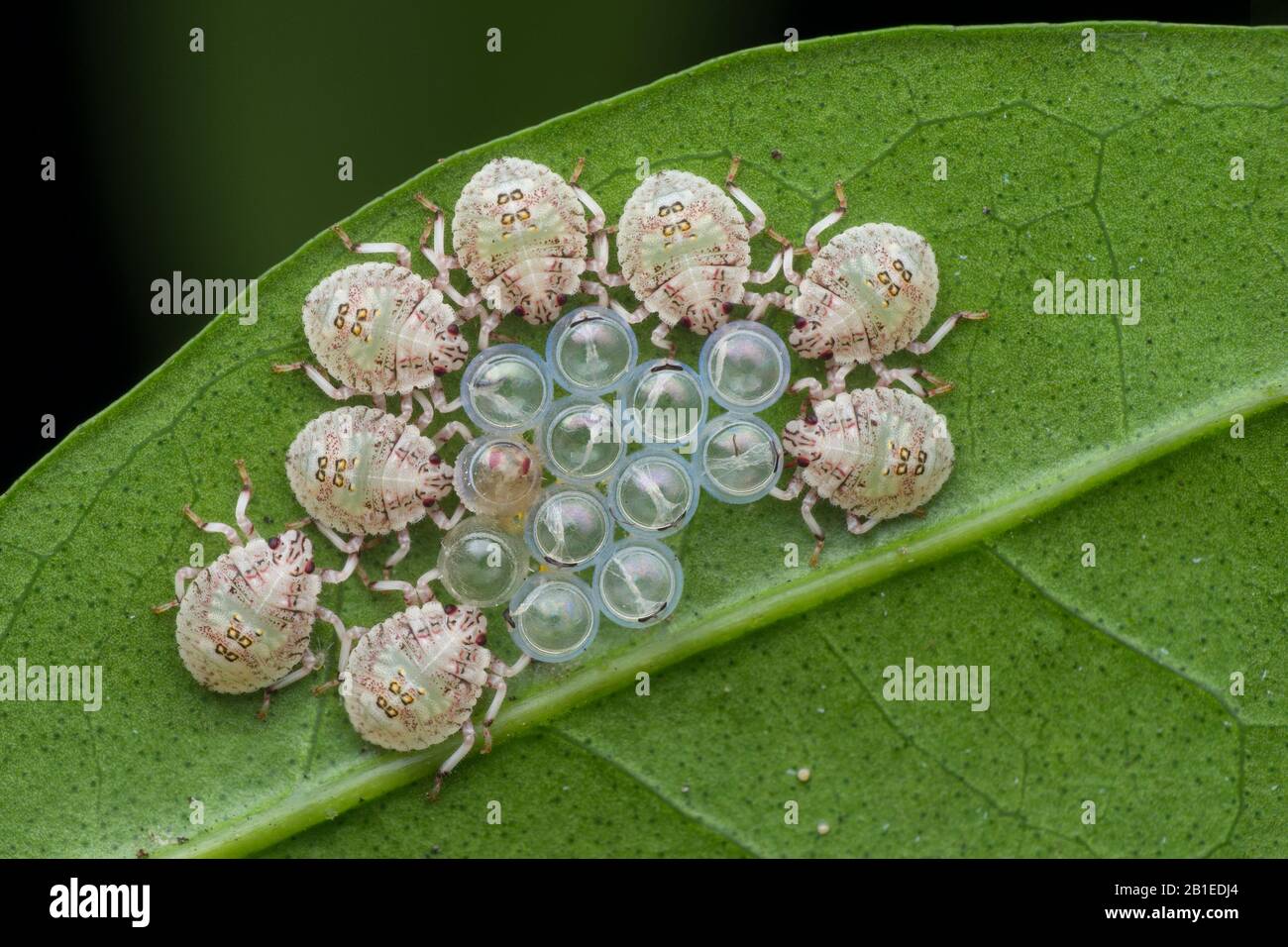 Freshly hatched shield bugs huddled together around the broken ...