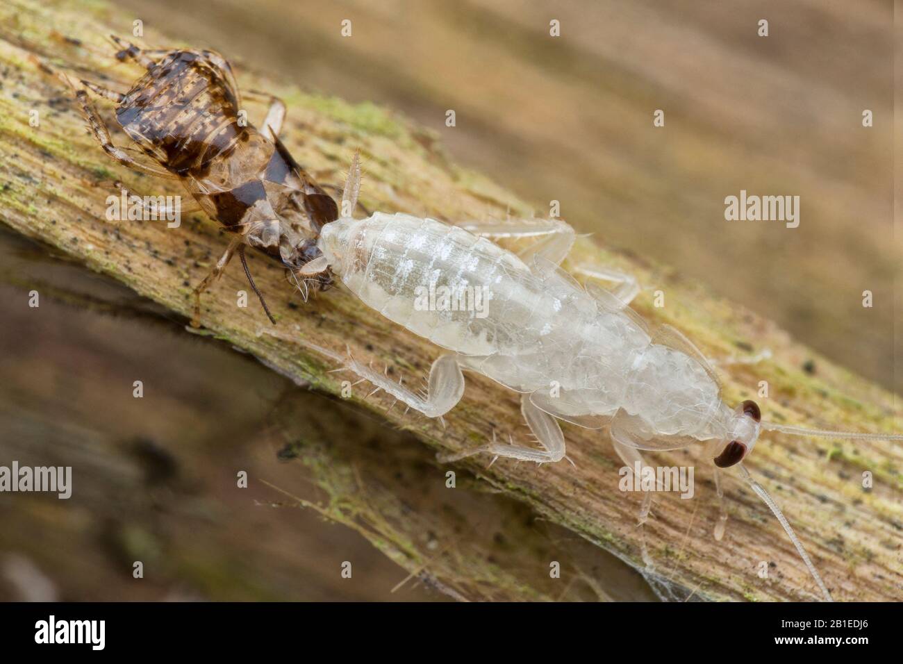 Cockroach photos hi-res stock photography and images - Alamy