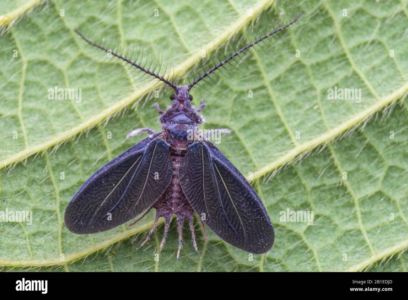 Top view of a Male Giant scale insect (Malaysia Stock Photo - Alamy