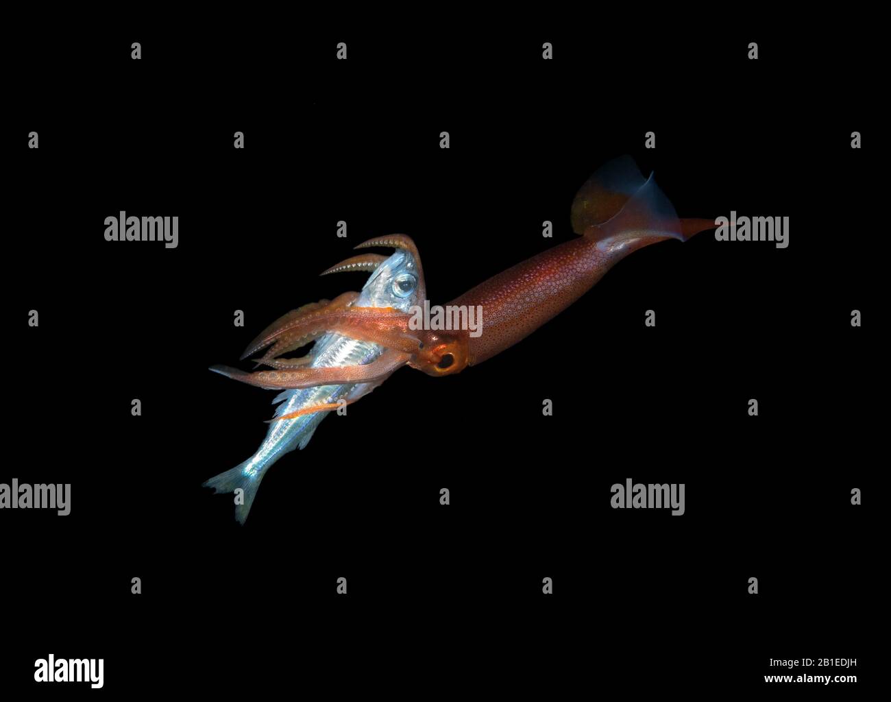 Youngs Fish High Resolution Stock Photography and Images - Alamy