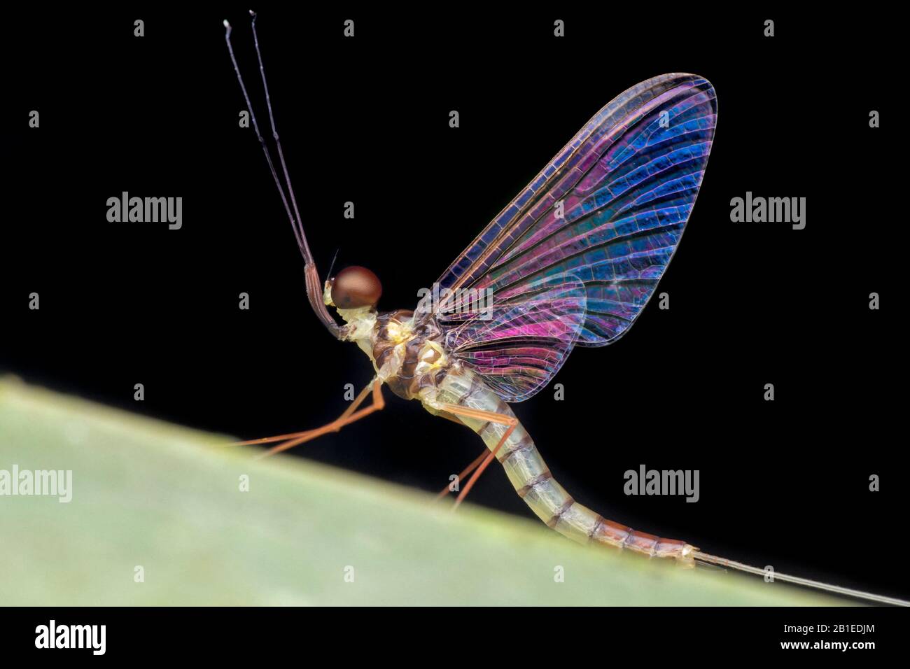 Mayfly with iridescent wing (Malaysia Stock Photo - Alamy
