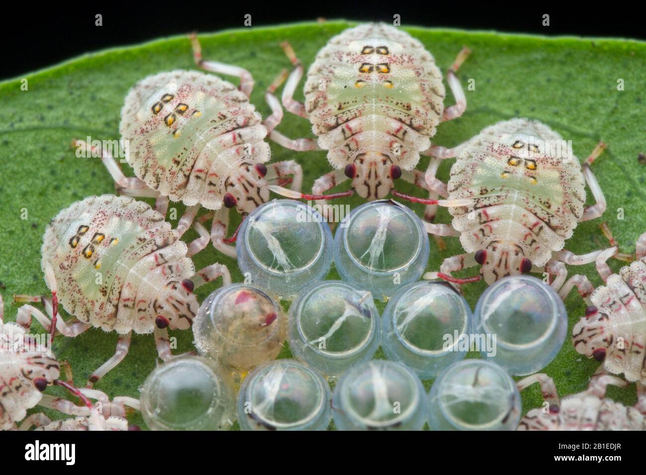 Freshly hatched shield bugs huddled together around the broken ...