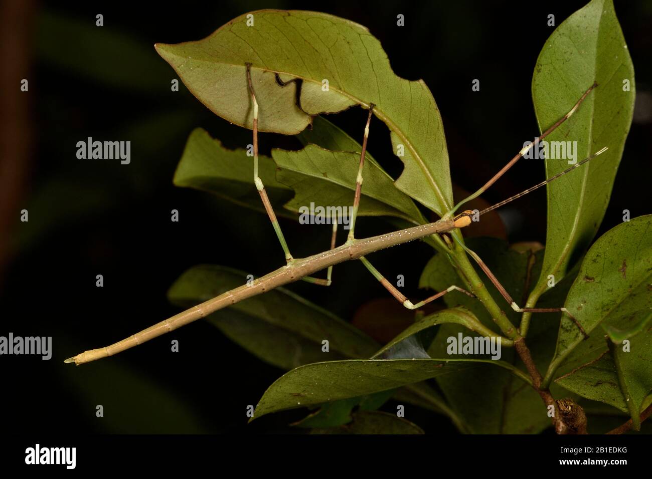 Madagascan stick insect (Leiophasma adustum) female in a shrub ...