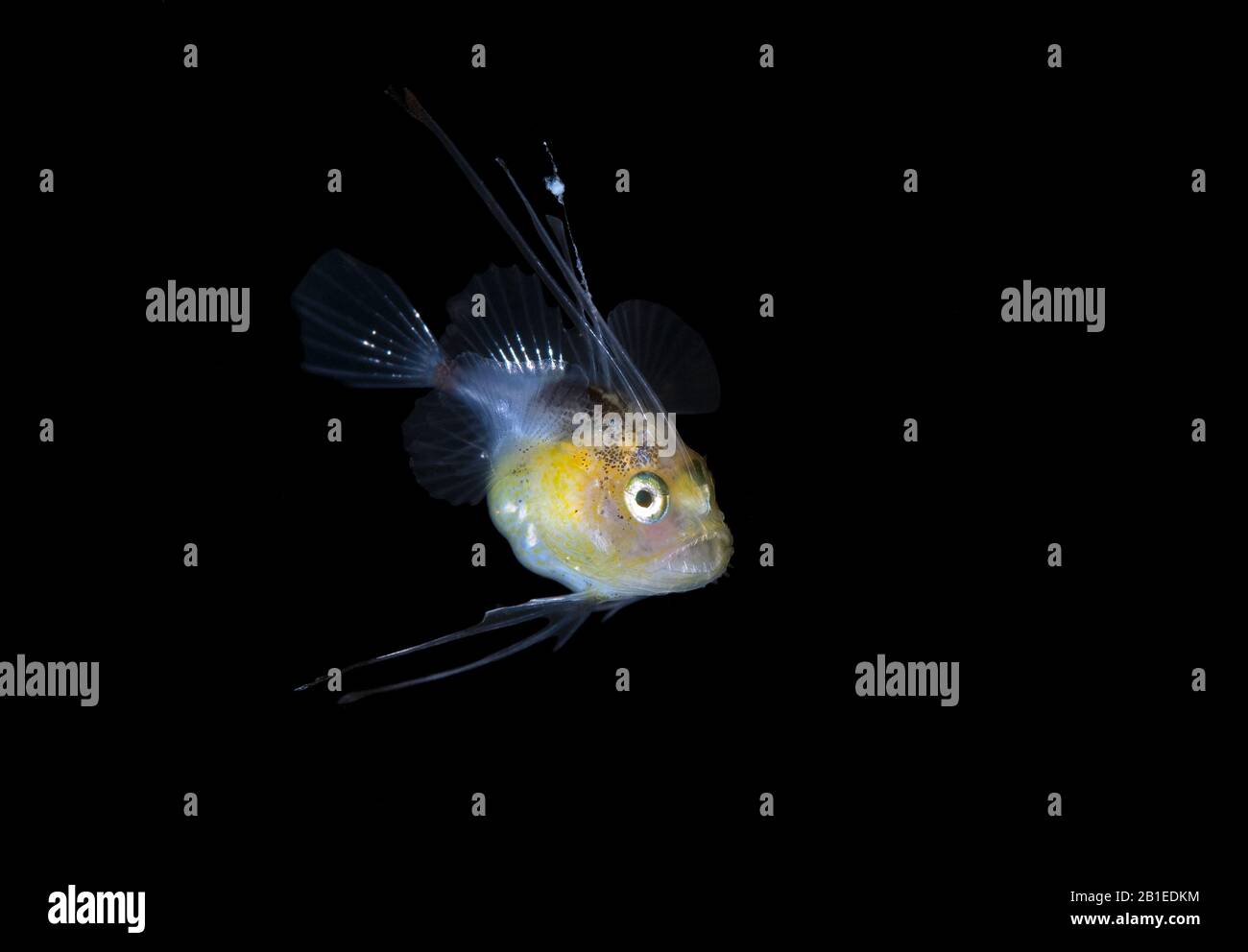 Goosefish lophiidae High Resolution Stock Photography and Images - Alamy