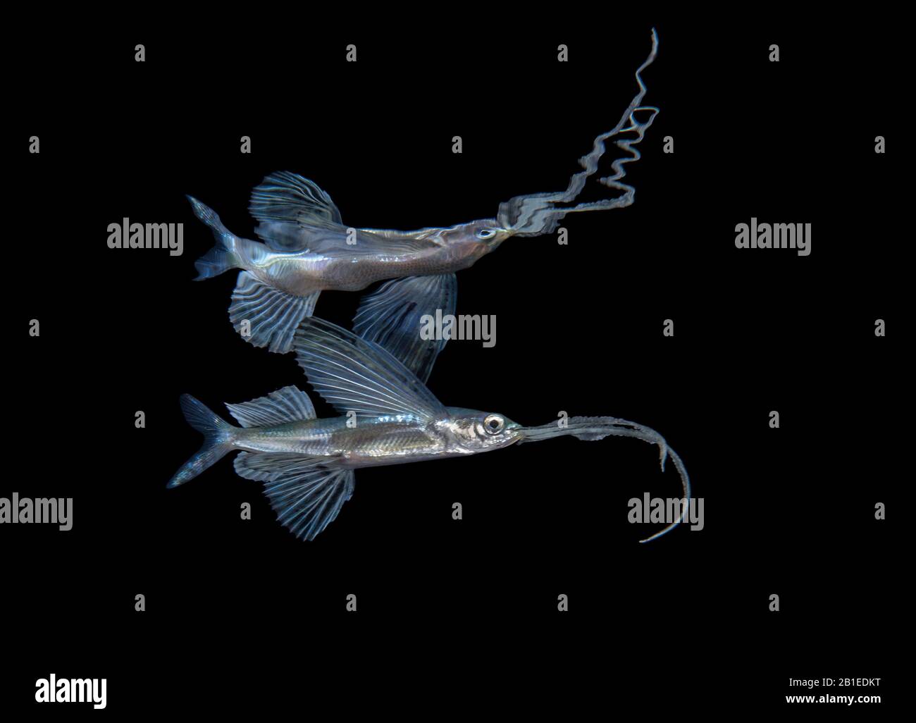 Flying With Fish S High Resolution Stock Photography and Images - Alamy
