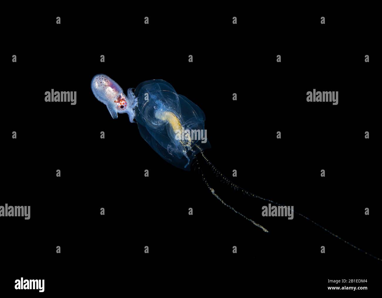 Argonauta High Resolution Stock Photography and Images - Alamy