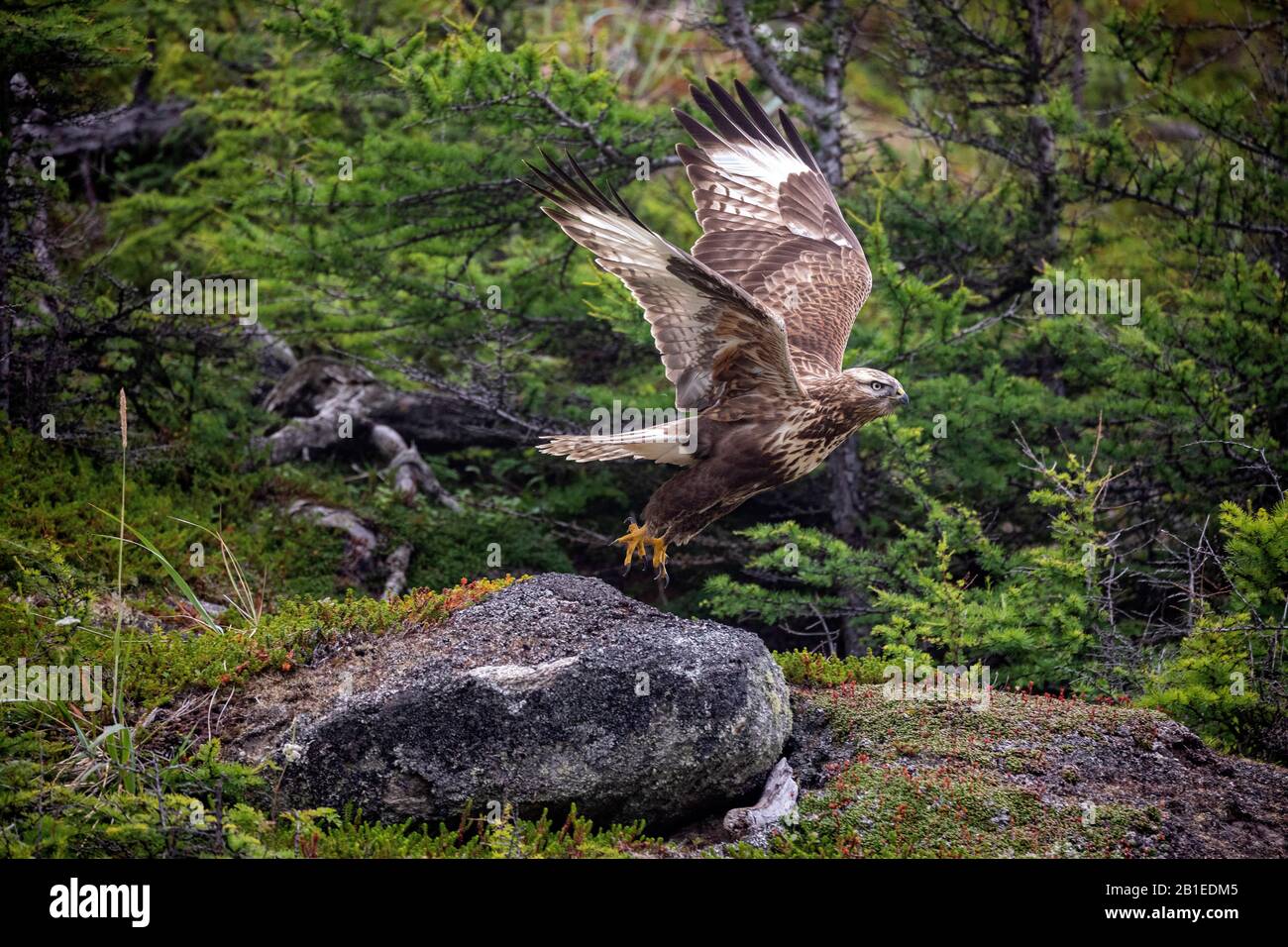 Rough-legged Hawk, (Buteo lagopus), flying in the forest, Vrangel Bay ...