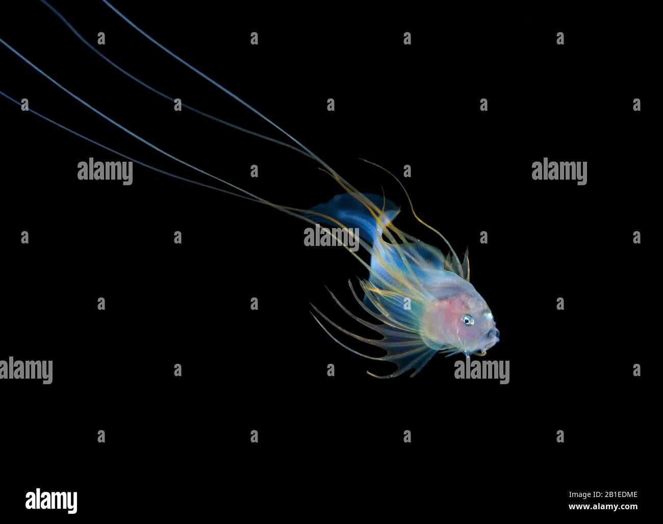 Acanthonus Armatus High Resolution Stock Photography and Images - Alamy