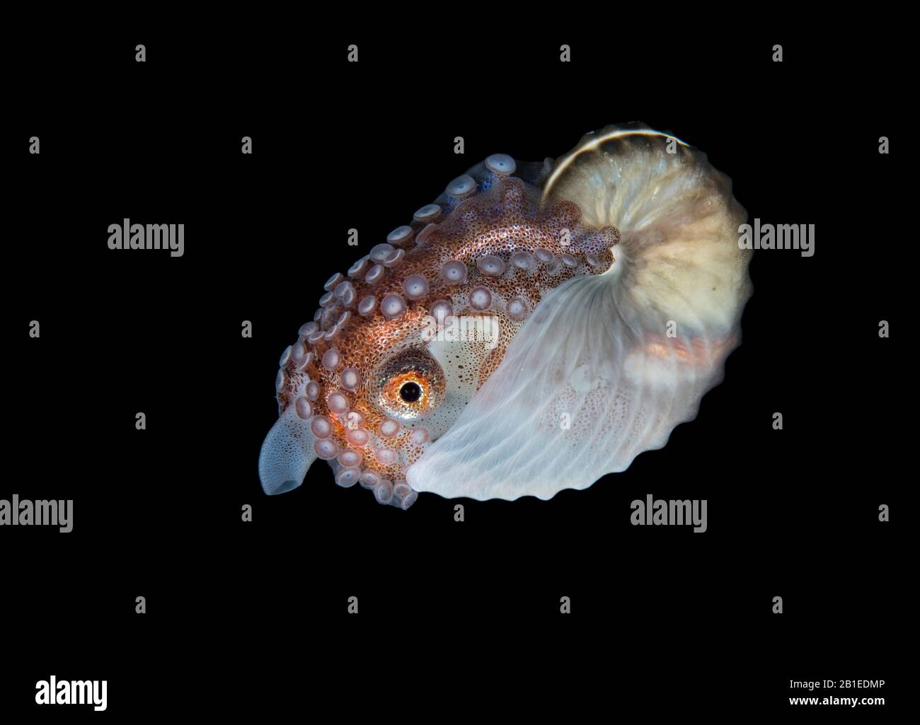 Argonauta High Resolution Stock Photography and Images - Alamy