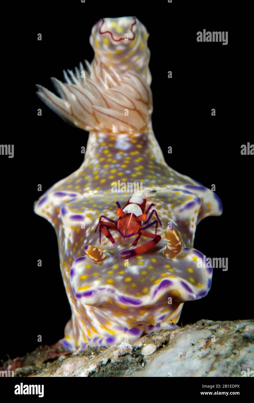 Imperator Commensal Shrimp Periclimenes Imperator High Resolution Stock ...