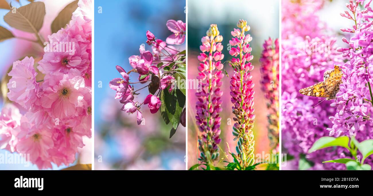 Collage of Pink spring Blossom Apple and Cherry Tree Branch, Sakura ...