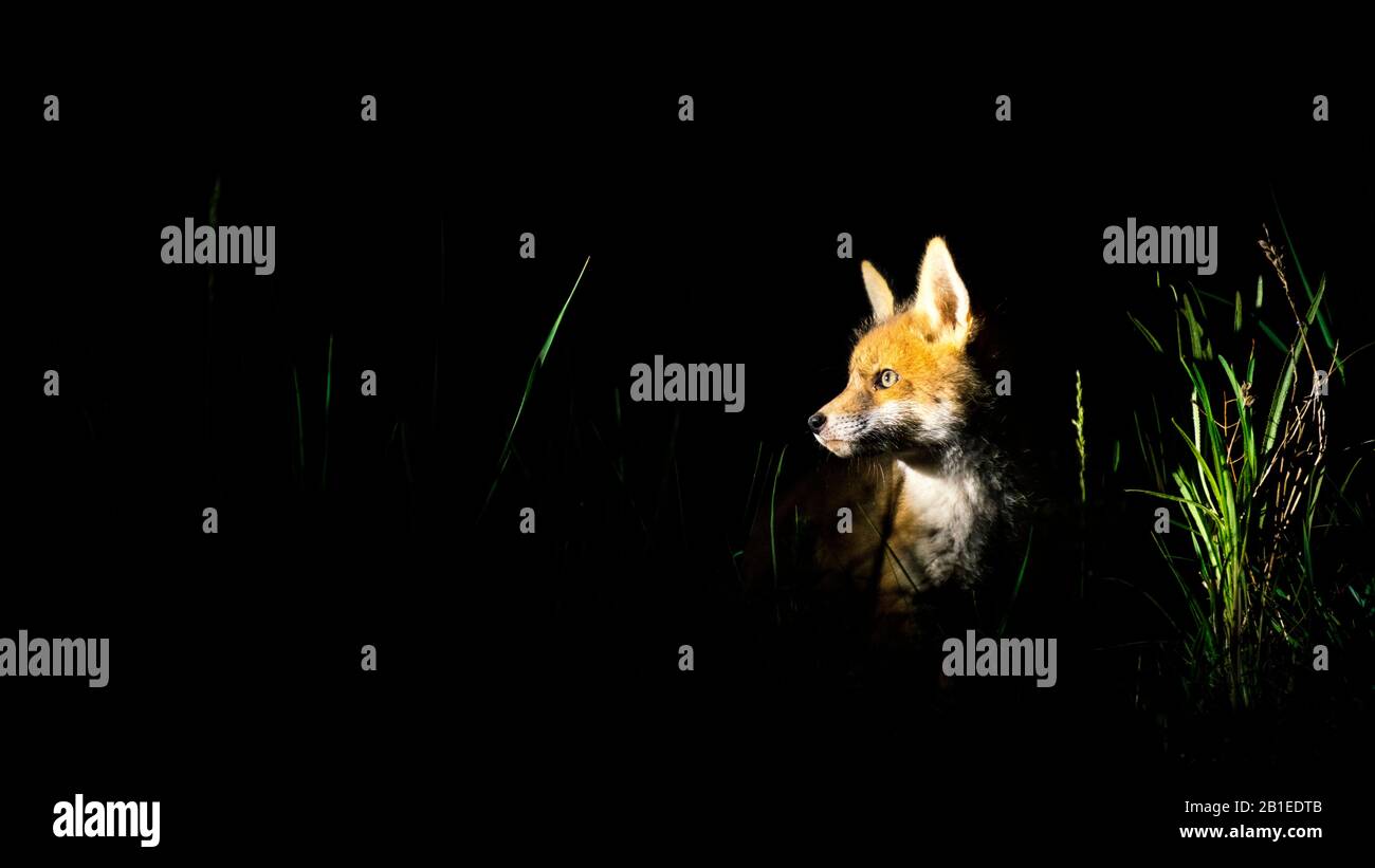 Fox profile shot hi-res stock photography and images - Alamy