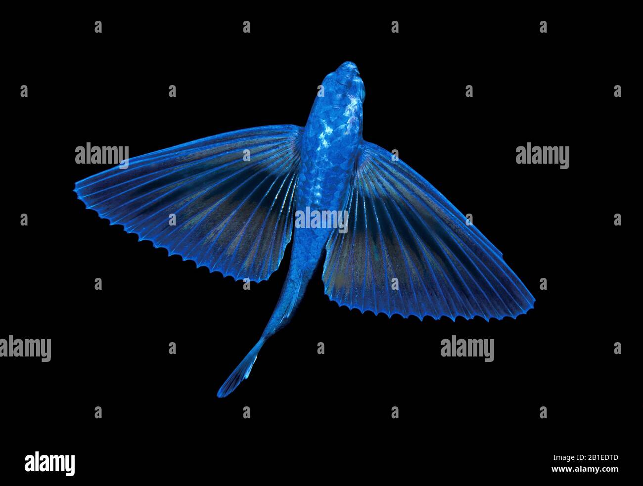 Exocoetidae Sp High Resolution Stock Photography and Images - Alamy