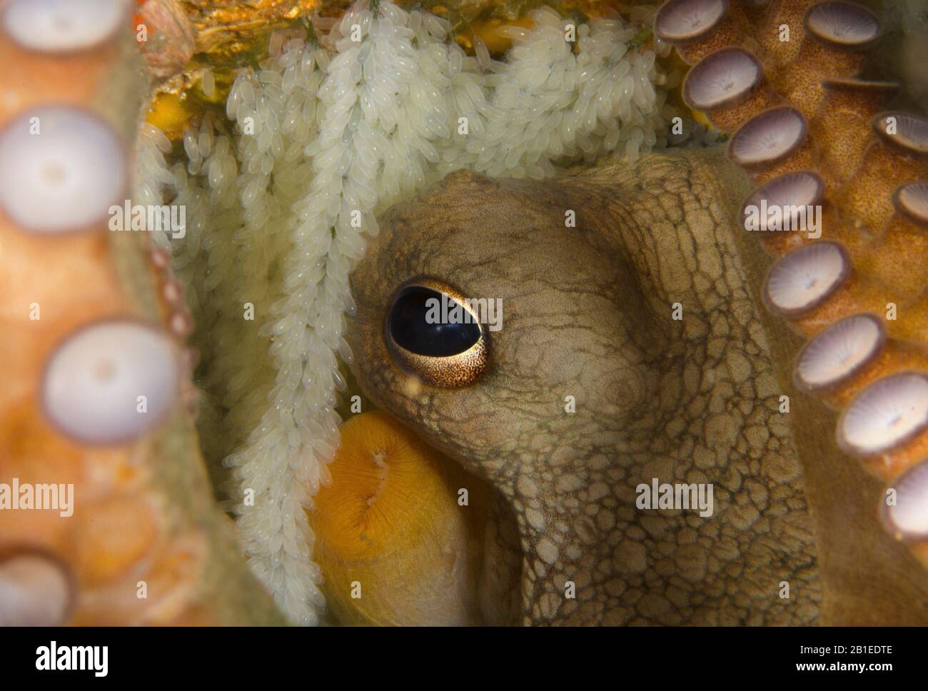 Octopus vulgaris young hi-res stock photography and images - Alamy