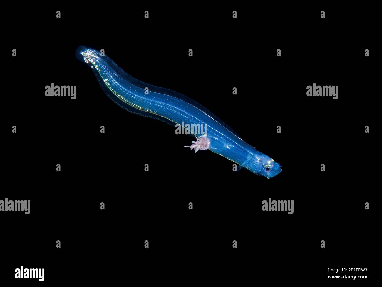 Fish with parasite hi-res stock photography and images - Alamy