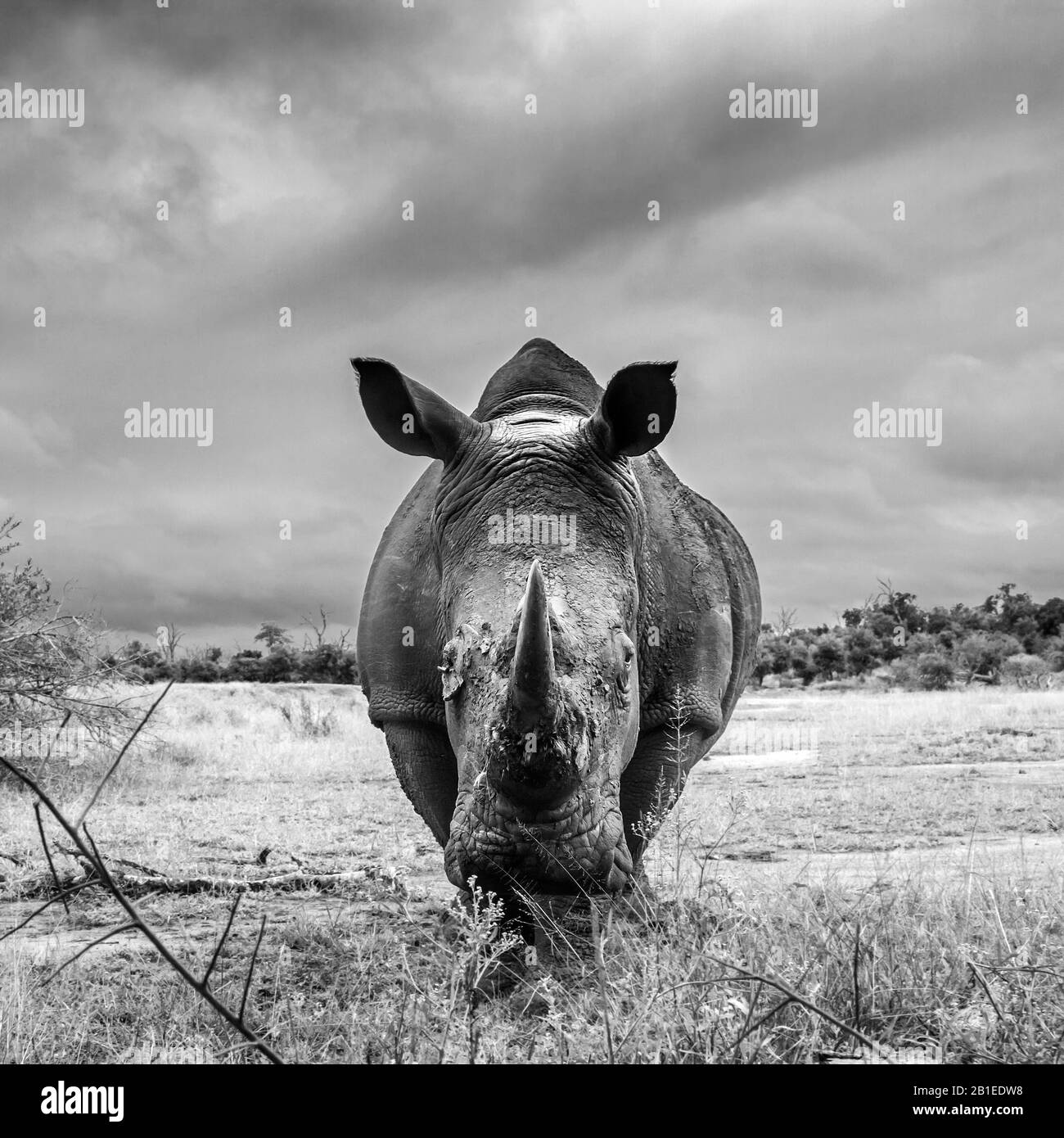 Southern white rhinoceros (Ceratotherium simum simum) wide angle front ...