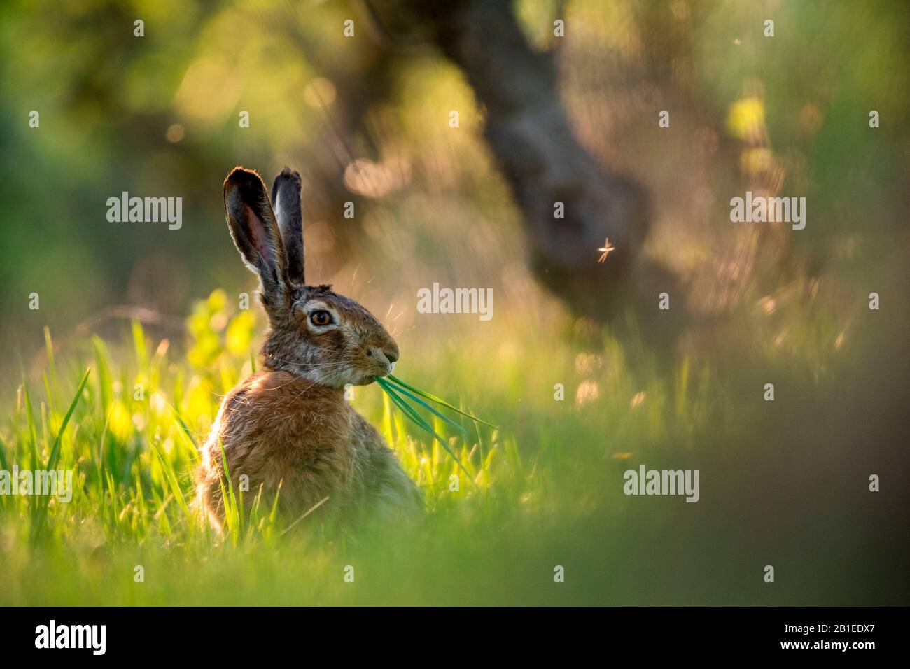 Hare Side Profile High Resolution Stock Photography and Images - Alamy