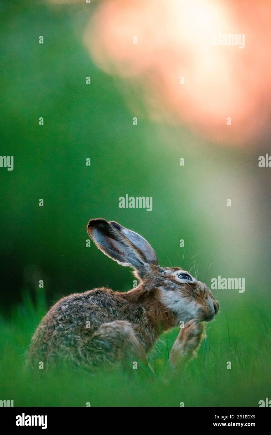 Hare Side Profile High Resolution Stock Photography and Images - Alamy