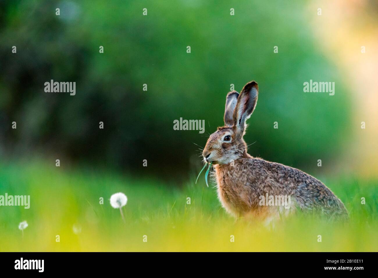 Hare Profile High Resolution Stock Photography and Images - Alamy