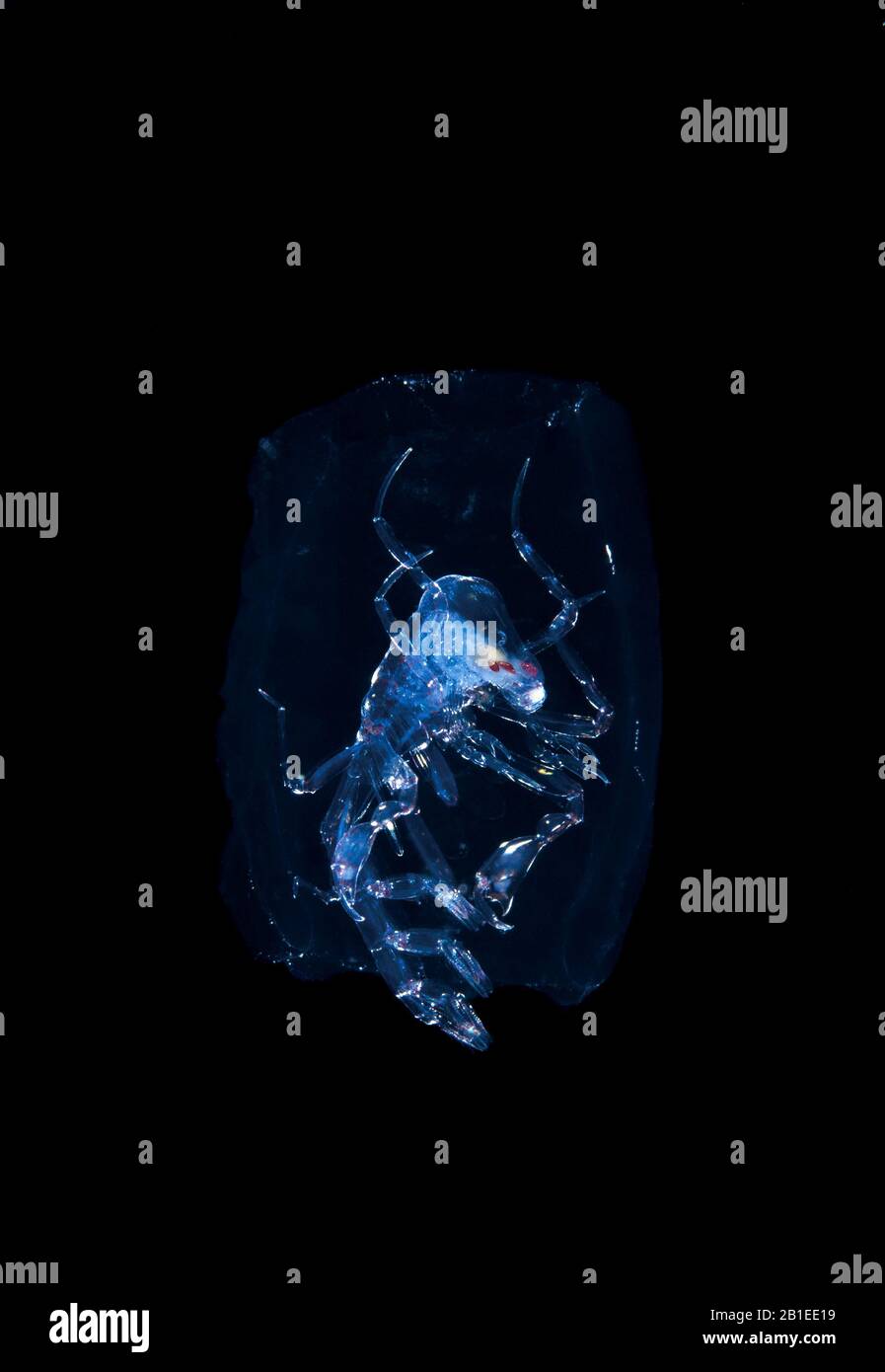 Deepsea species High Resolution Stock Photography and Images - Alamy