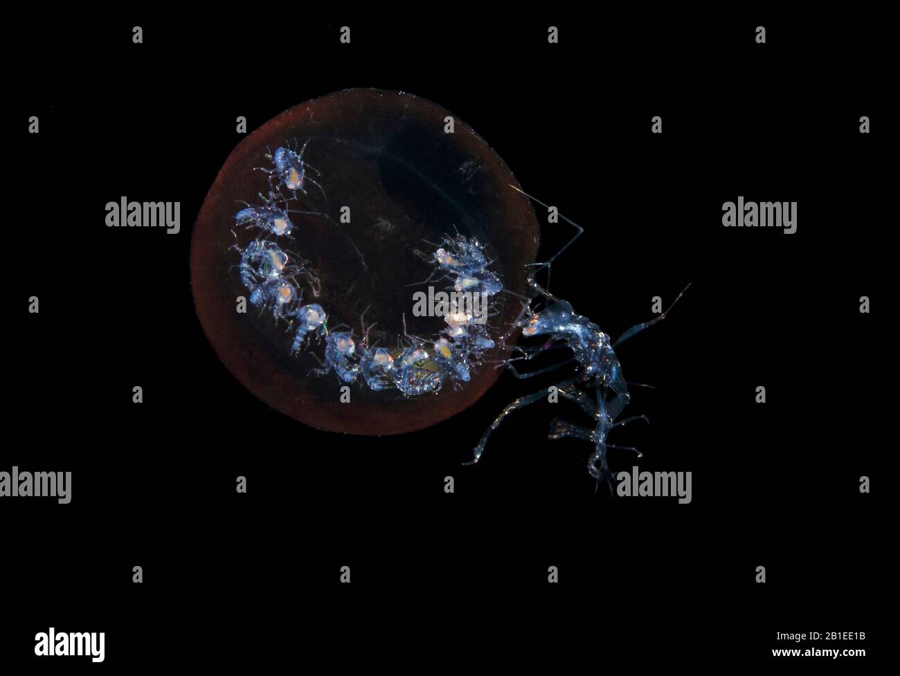 Phronima Sp High Resolution Stock Photography and Images - Alamy