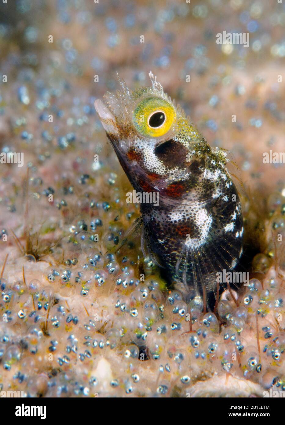 Sergeant major fish bonaire hi-res stock photography and images - Alamy