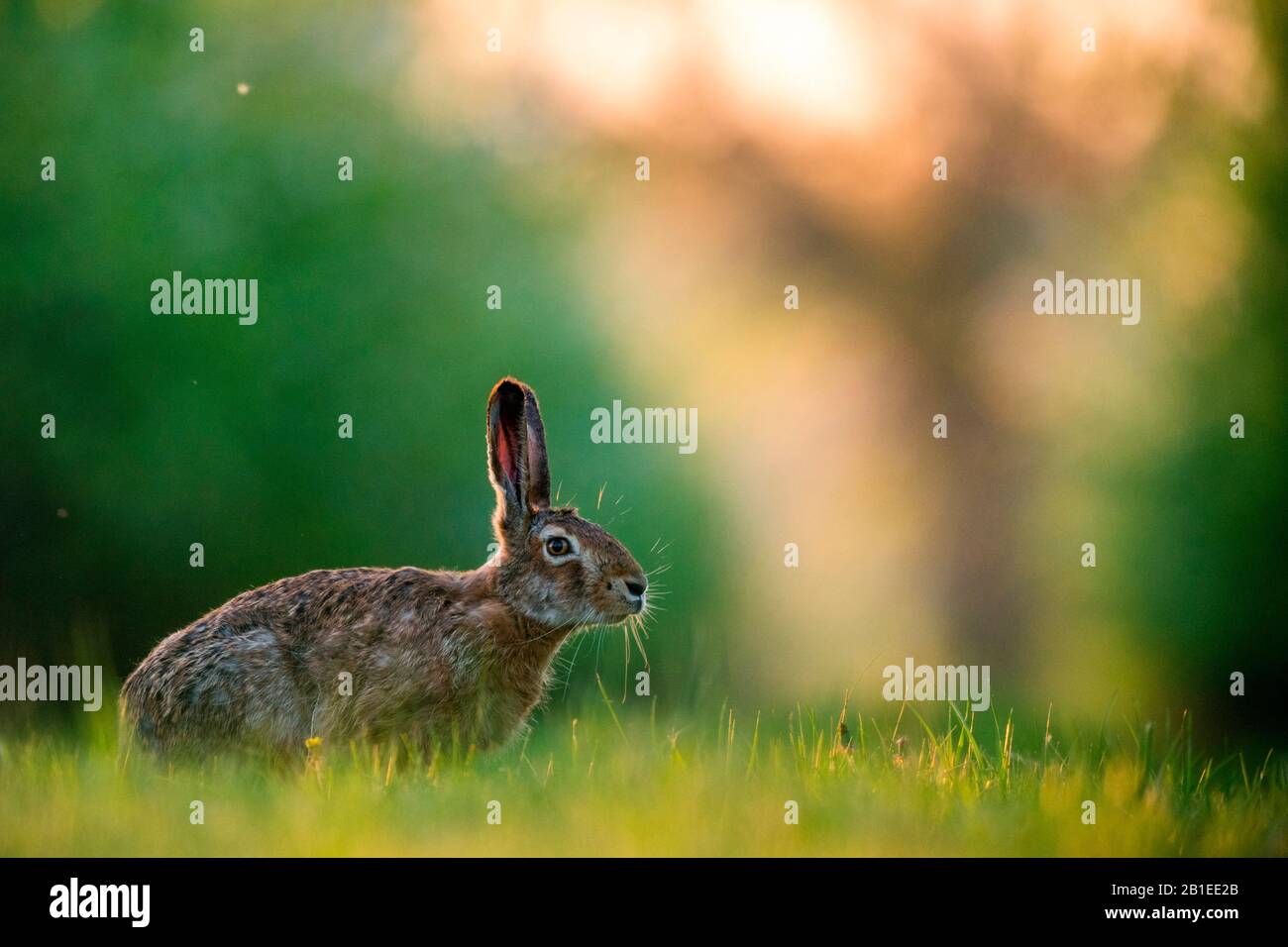 Hare lepus sp hi-res stock photography and images - Alamy