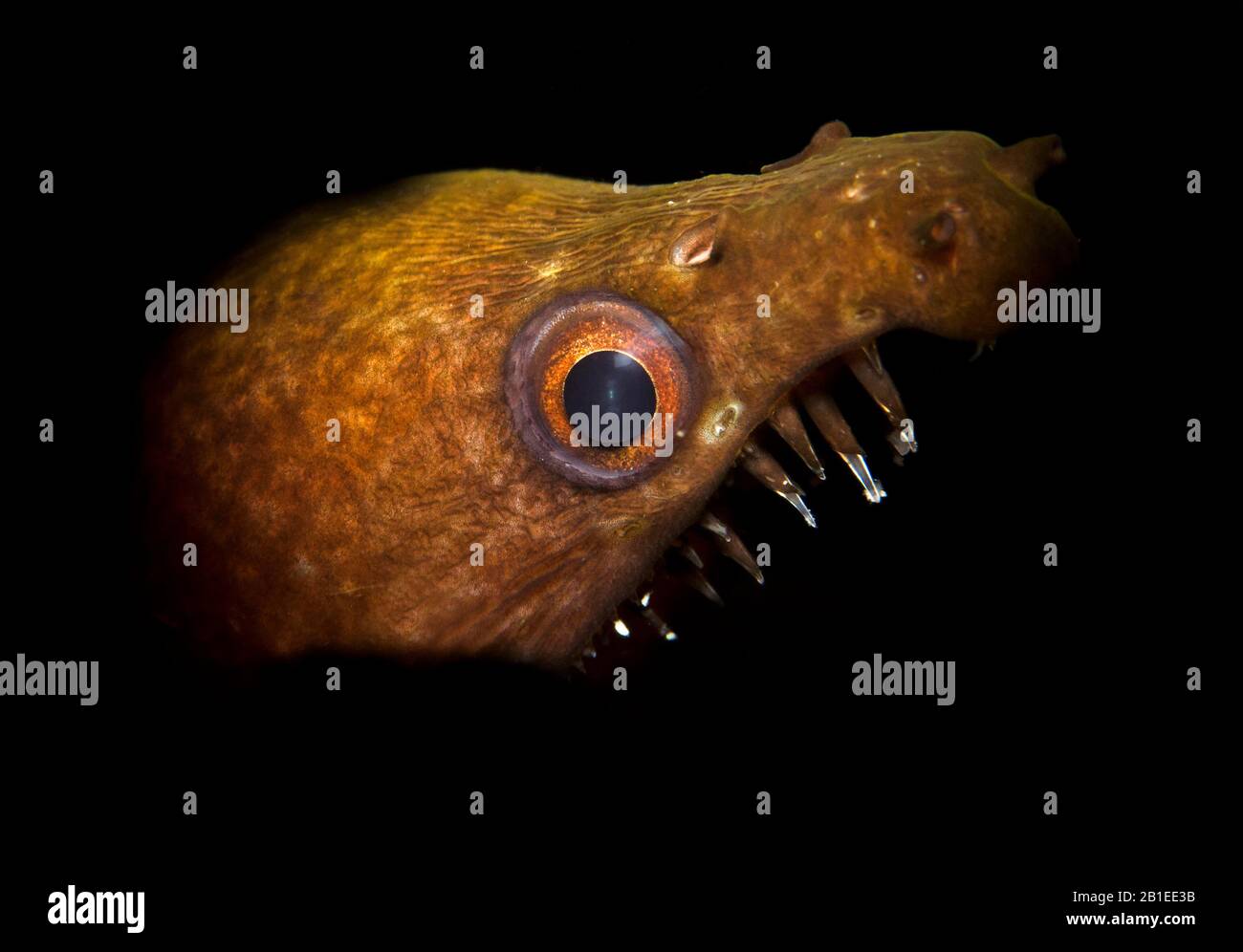 Viper moray enchelycore nigricans hi-res stock photography and images ...