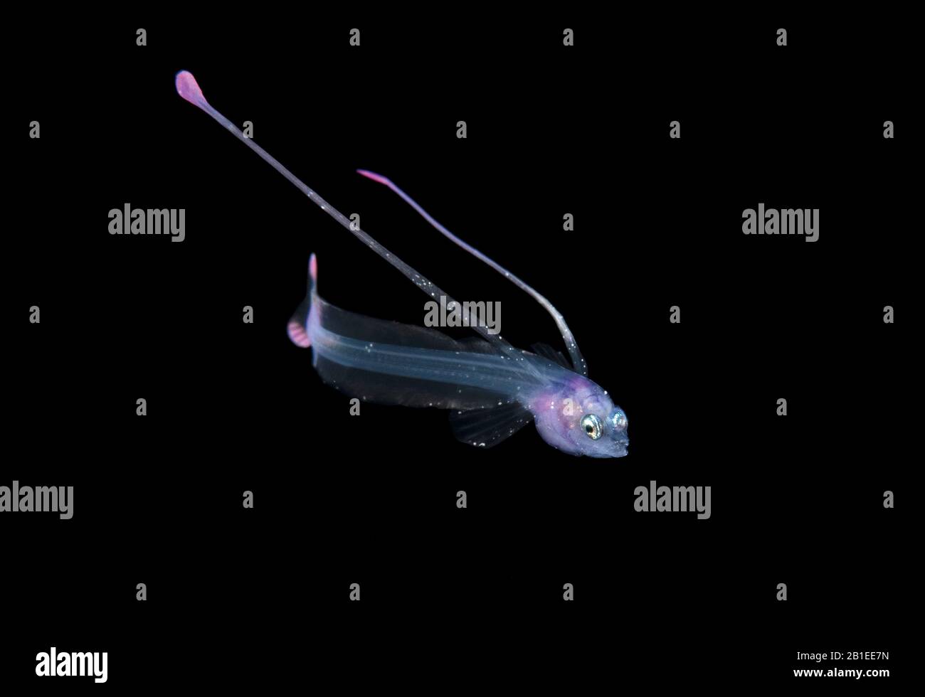 Abyssal Fishes High Resolution Stock Photography and Images - Alamy