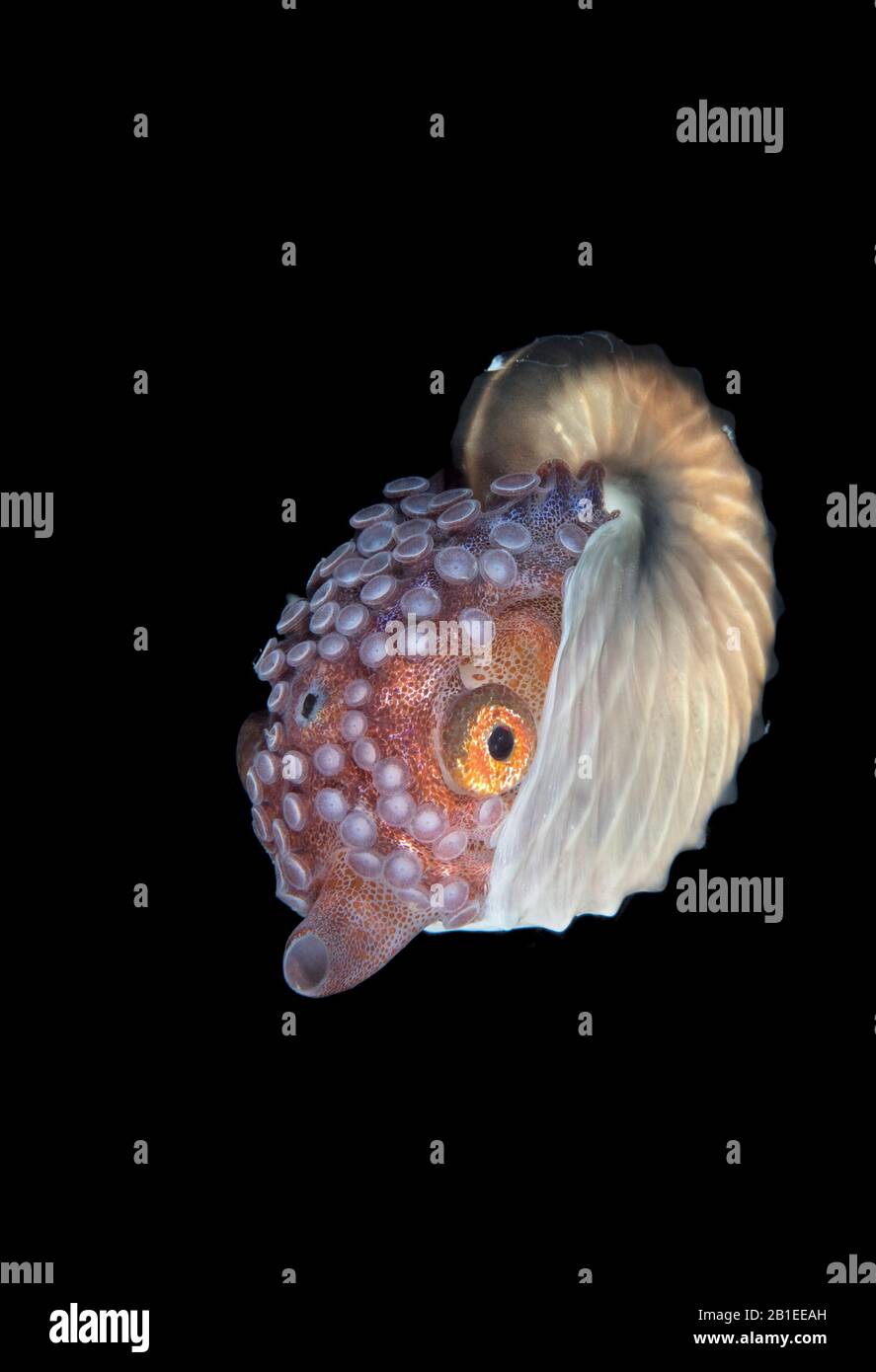 Lone shell hi-res stock photography and images - Alamy