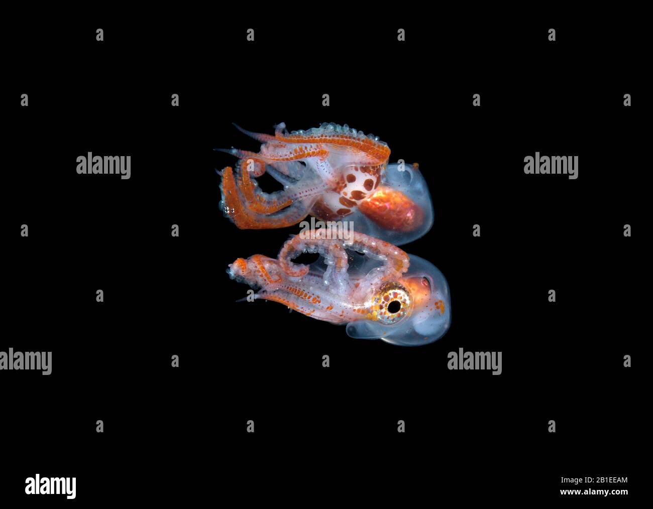 Tremoctopus High Resolution Stock Photography and Images - Alamy