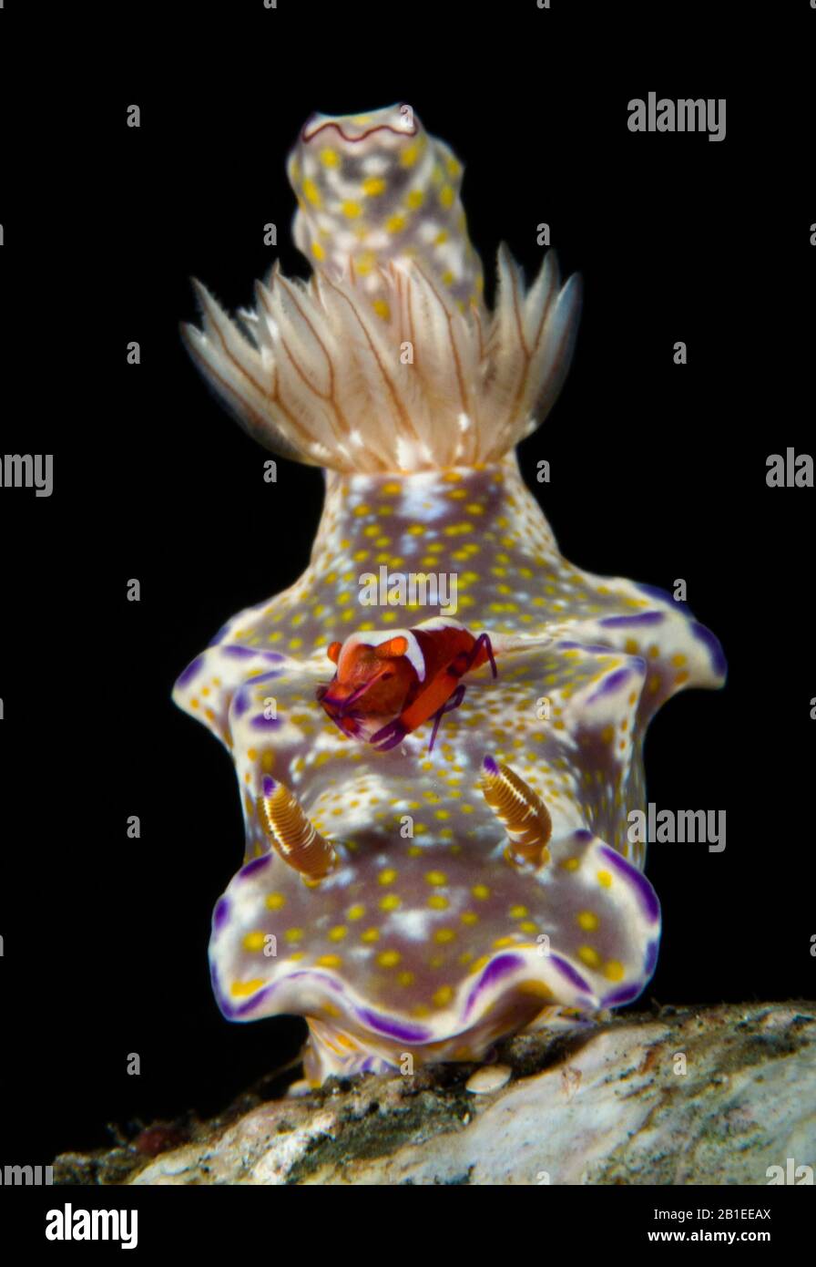 Imperator Commensal Shrimp Periclimenes Imperator High Resolution Stock ...