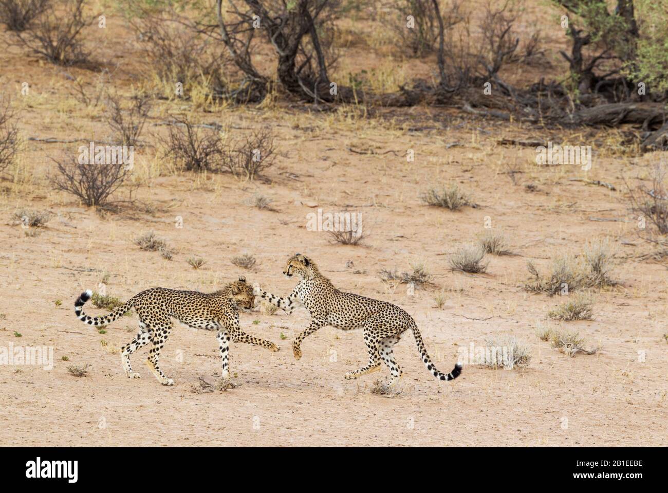 Cheetah Fighting High Resolution Stock Photography and Images - Alamy