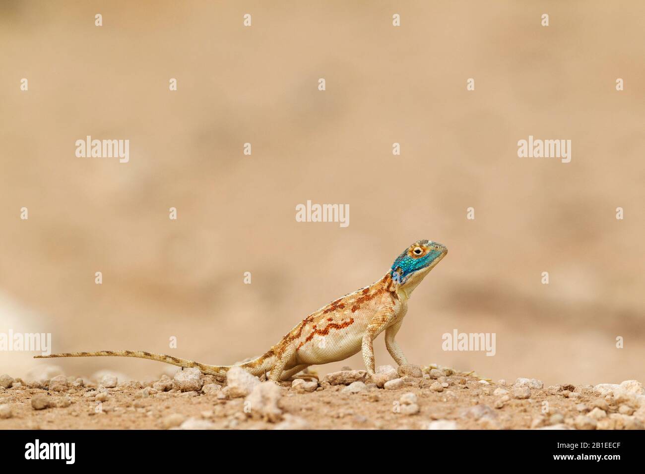 Ground agama hi-res stock photography and images - Alamy