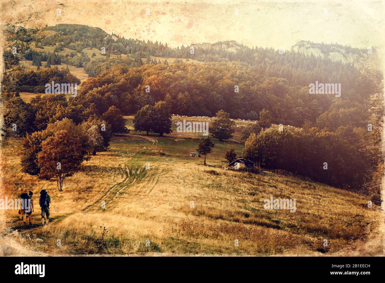 Flock of sheep on beautiful mountain meadow, old photo effect Stock ...