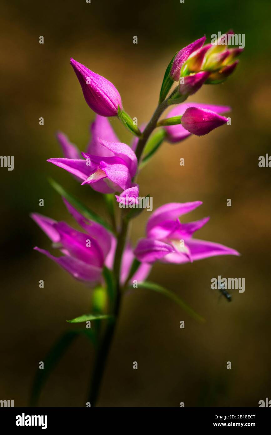 Red Helleborine (Cephalanthera rubra), Mont Ventoux, Provence, France ...