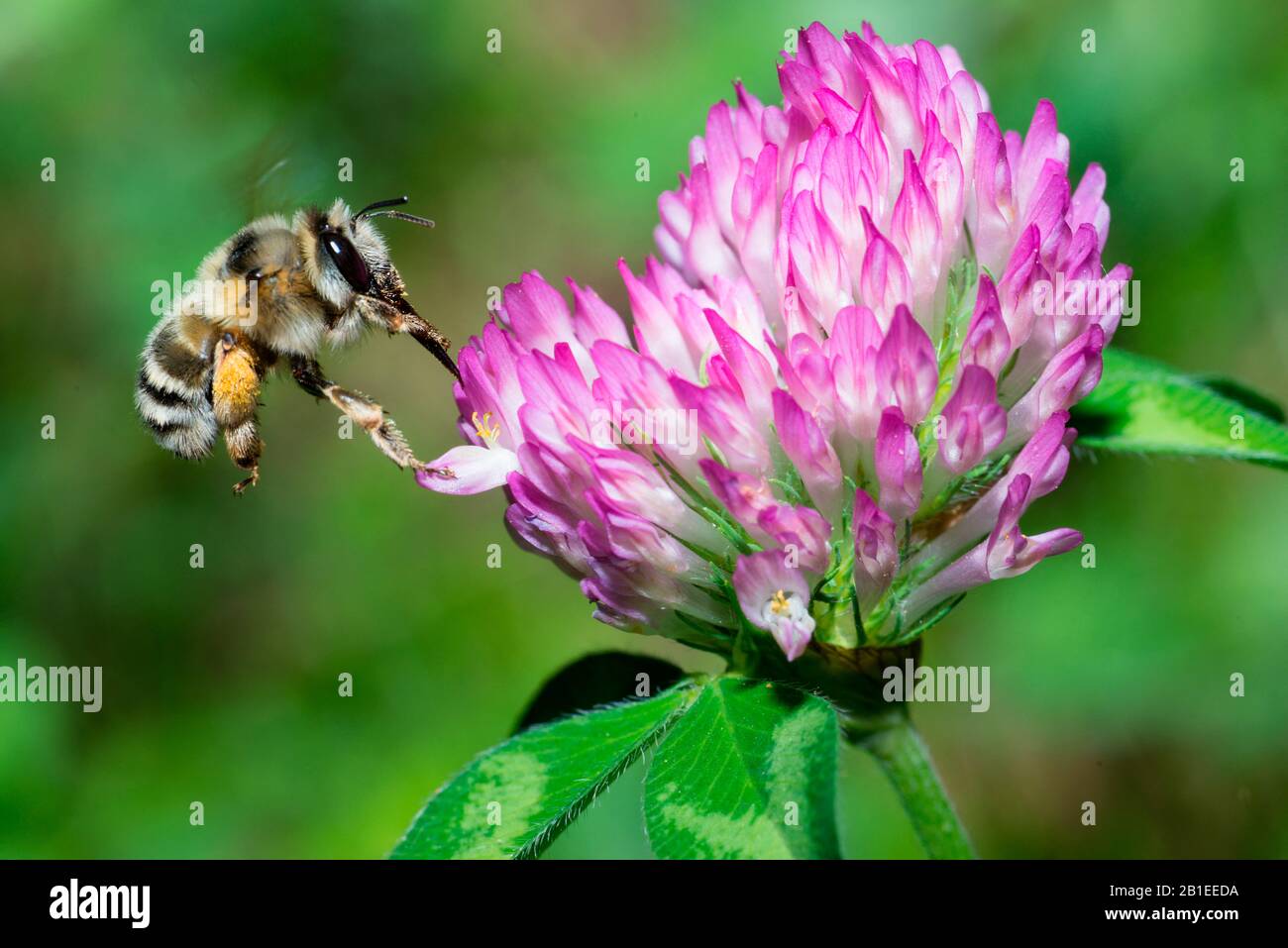 Anthophora bee (Anthophora aestivalis) female on clover, Mont Ventoux ...