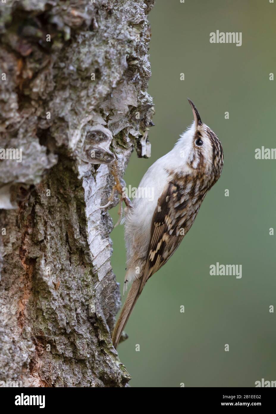 Climbing up tree trunks this Common Treecreeper (Certhia familiaris ...