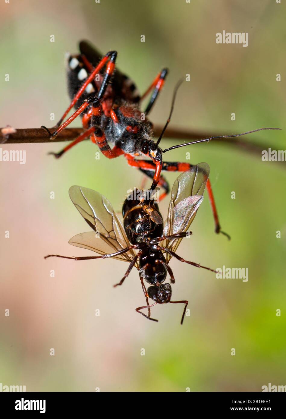 Red Assassin Bug (Rhynocoris iracundus) eating a flying ant, Mont ...