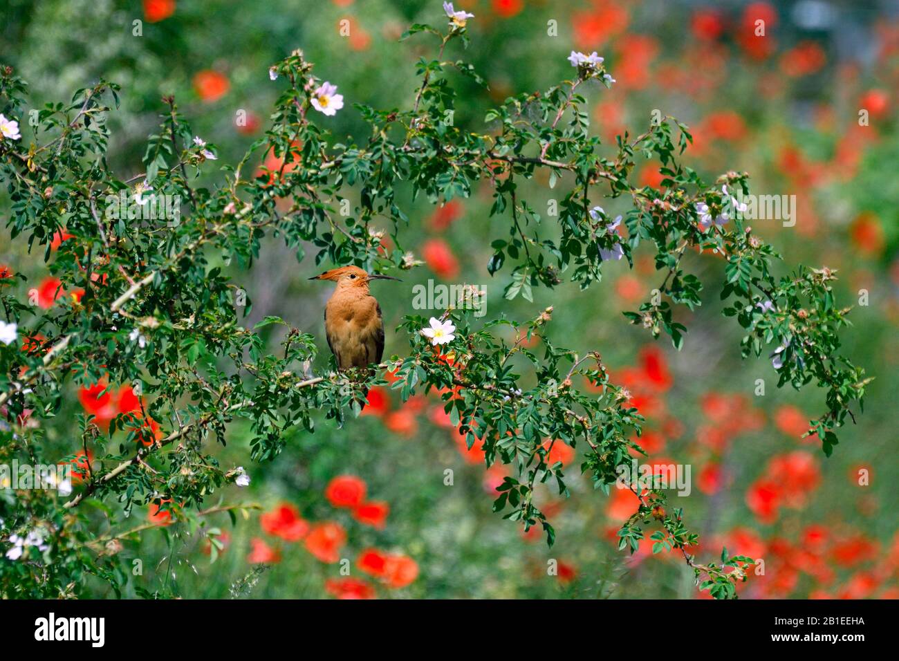 Hoopoe (Upupa epops) in a rose hips, Baden Württemberg, Kaiserstuhl ...