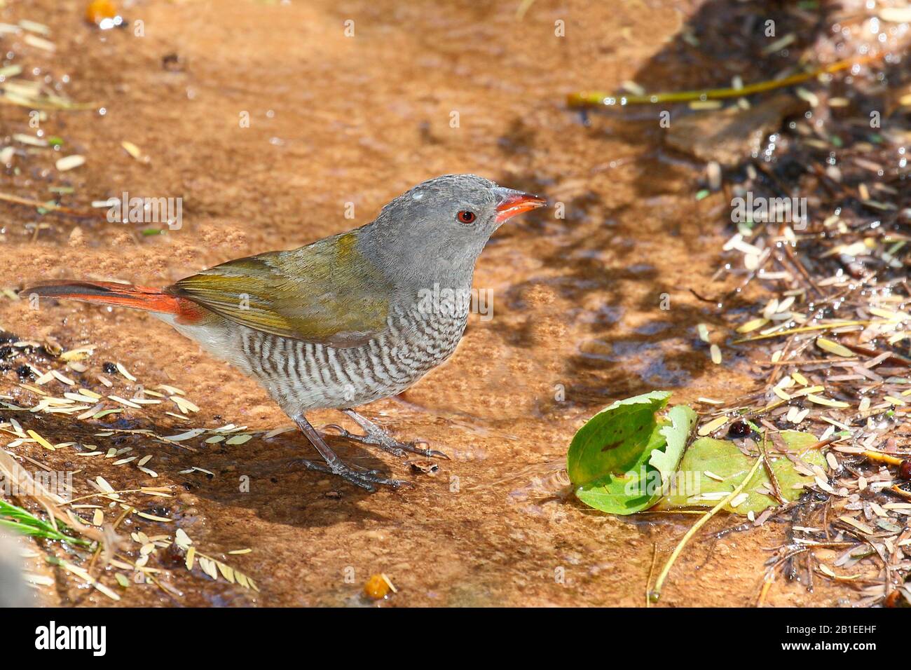 Green-winged Pytilia (Pytilia melba) adult female coming to drink at ...