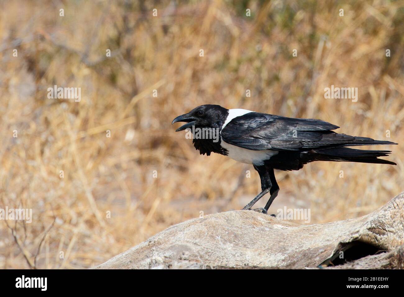 Pied Crow (Corvus albus) adult croaking on a giraffe carcass, Botswana ...